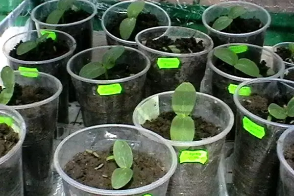 mga seedlings sa disposable cups.