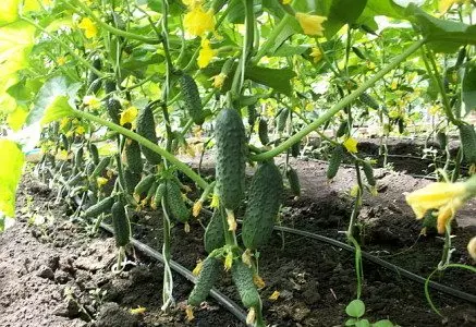 Cucumbers in Teplice