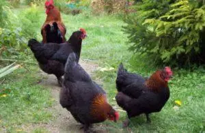 Penerangan dan ciri-ciri baka ayam Maran, kehalusan kandungan