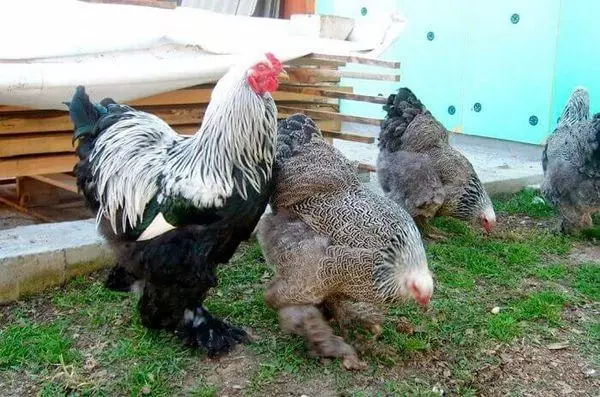 Chickens Brahma.