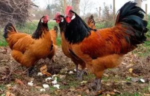 Opis i charakterystyka rozwidlenia rasy kurczaka, zasady treści i hodowli