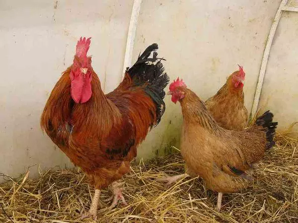 मुर्गा के साथ चिकन