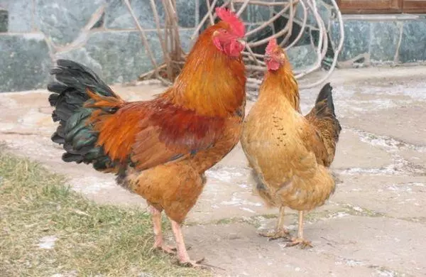 چکن کے ساتھ مرغ