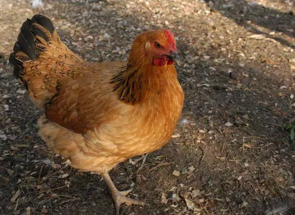 Kylling Nauteushka.