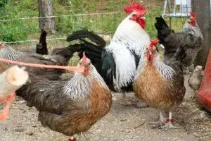 Descrición da raza de galiñas tricolor, condicións de detención e dieta