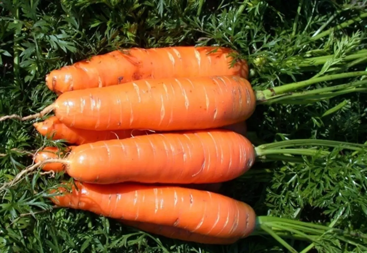 बाग वर गाजर नॅंट्स