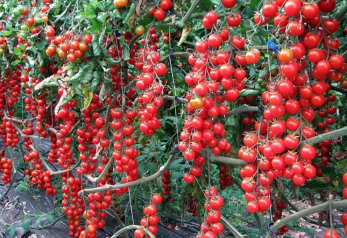 Arbustos de tomate mastigar cereja