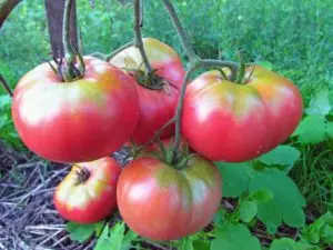 Característica e descrição do tomate Tomato Mikado, seu rendimento