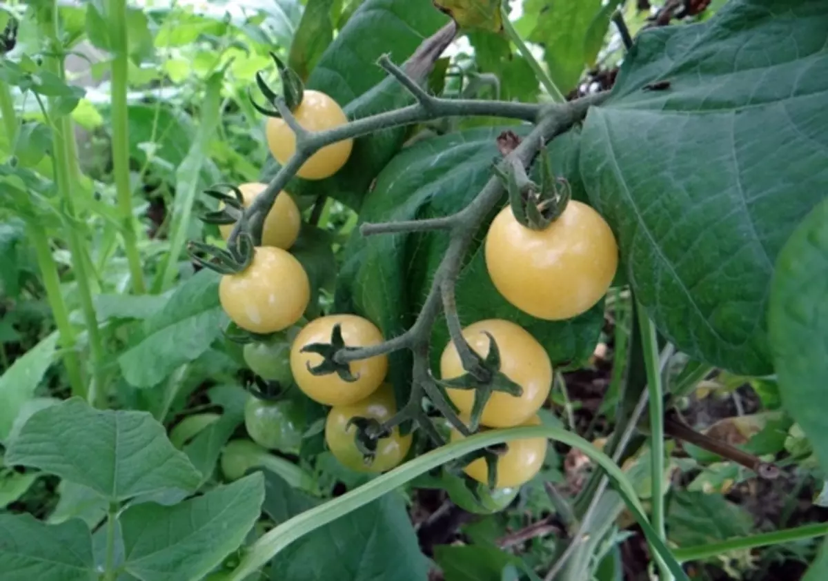 Cereja doce de tomate verde