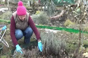 Undirbúningur lavender til wintering í úthverfi og hvernig best er að ná plöntunni