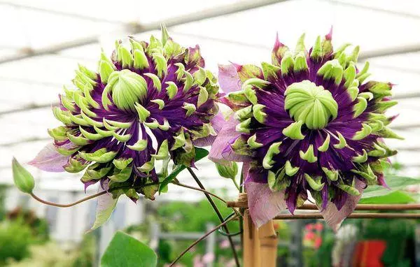 Clematis თესლი