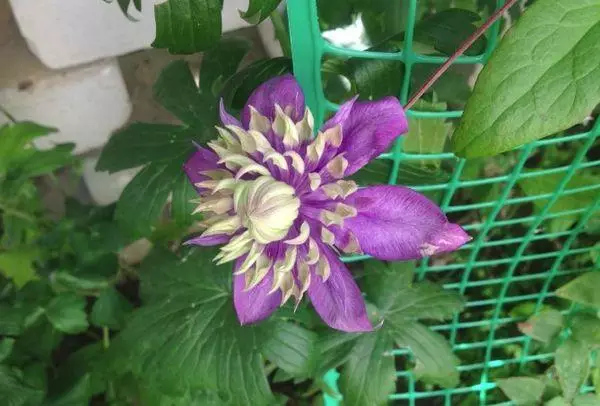 Clematis թփեր