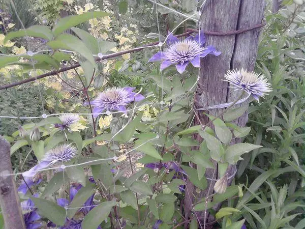 Clematis ee beerta