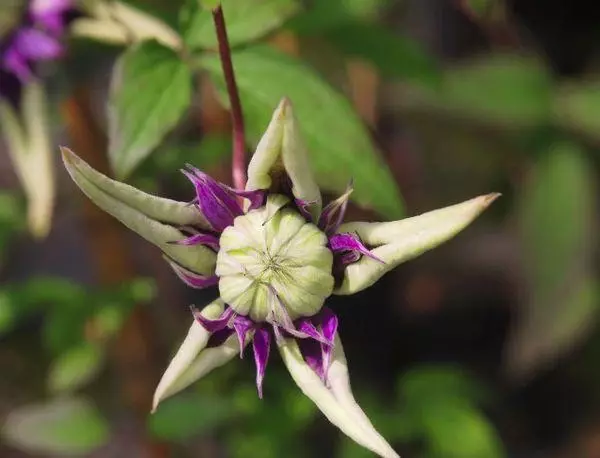 Flor no jardim