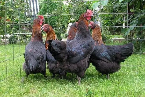 ब्लैक मुर्गियां