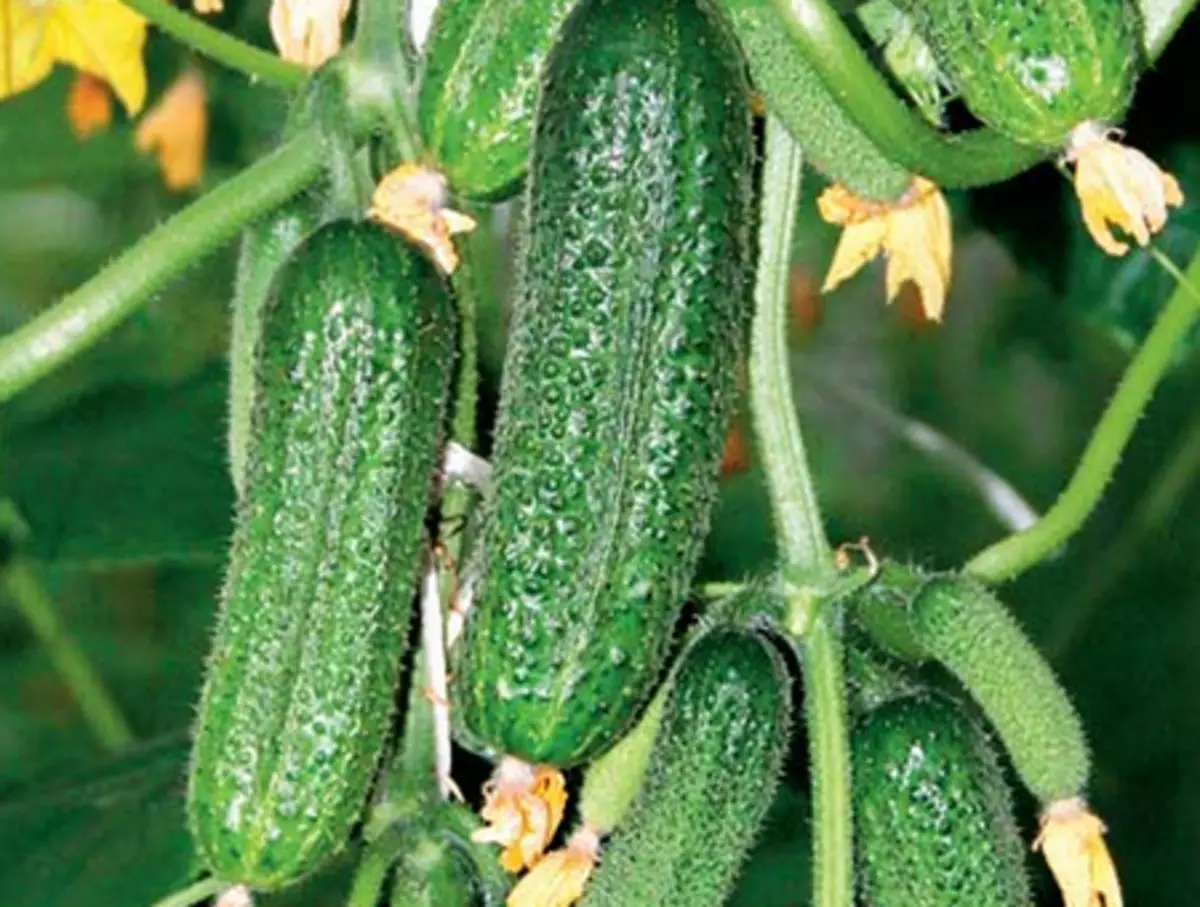 Amanota ya Cucumbers