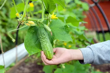 Gusarura CUCUMBER