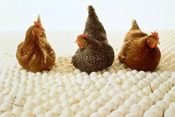 Yumurta üzerinde tavuklar