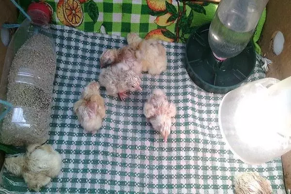Anak ayam di atas meja