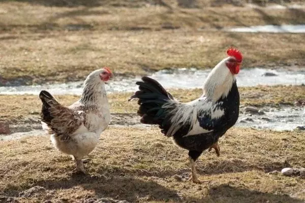 Rooster Porn