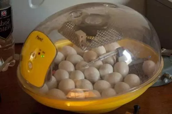 Яйца в тава