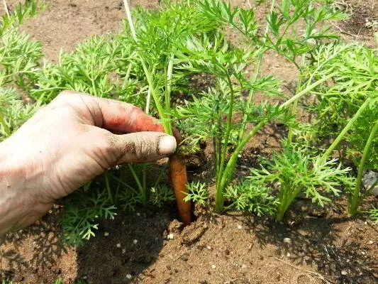 土壤中的胡蘿蔔