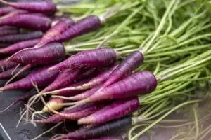 Užitočné vlastnosti, popis a zvláštnosti pestovania fialovej mrkvy