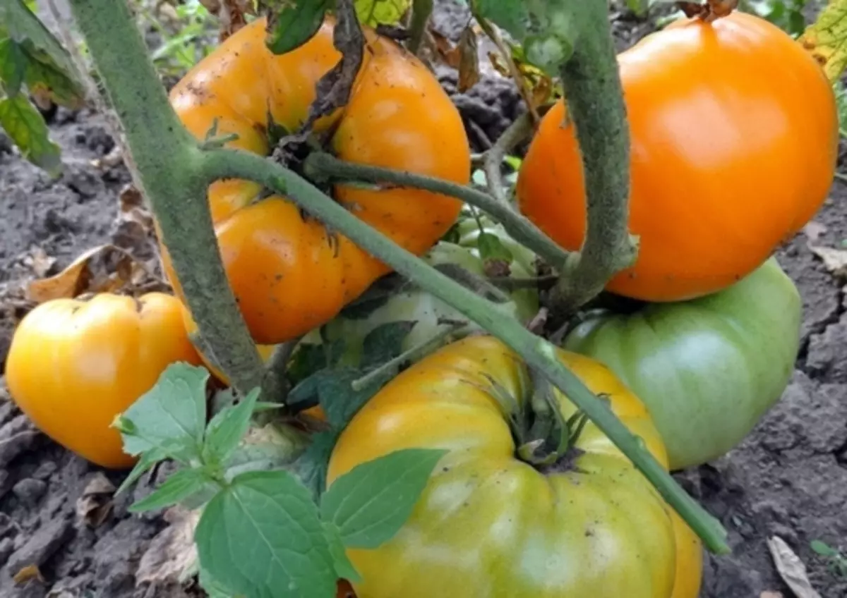 Çiyələk pomidoru portağal çiyələk kolları