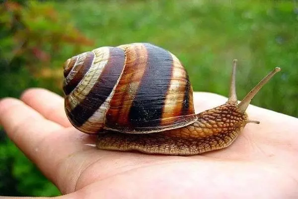 Snail дар даст