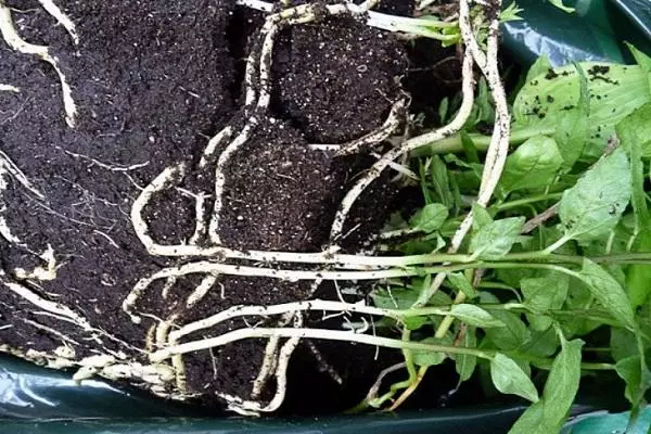 Returning root