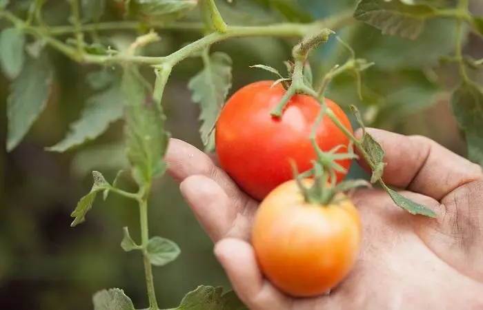 Tomatos mewn dwylo