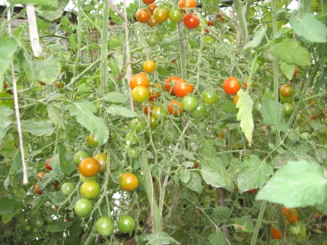 Arbustos de tomate bando vermelho