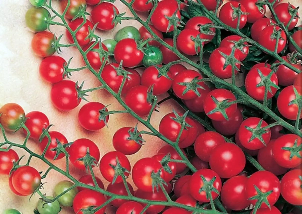 Tomatenzweige roter Bündel
