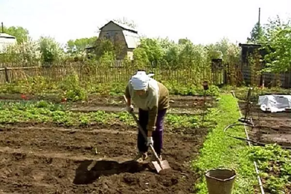 Sowing beet