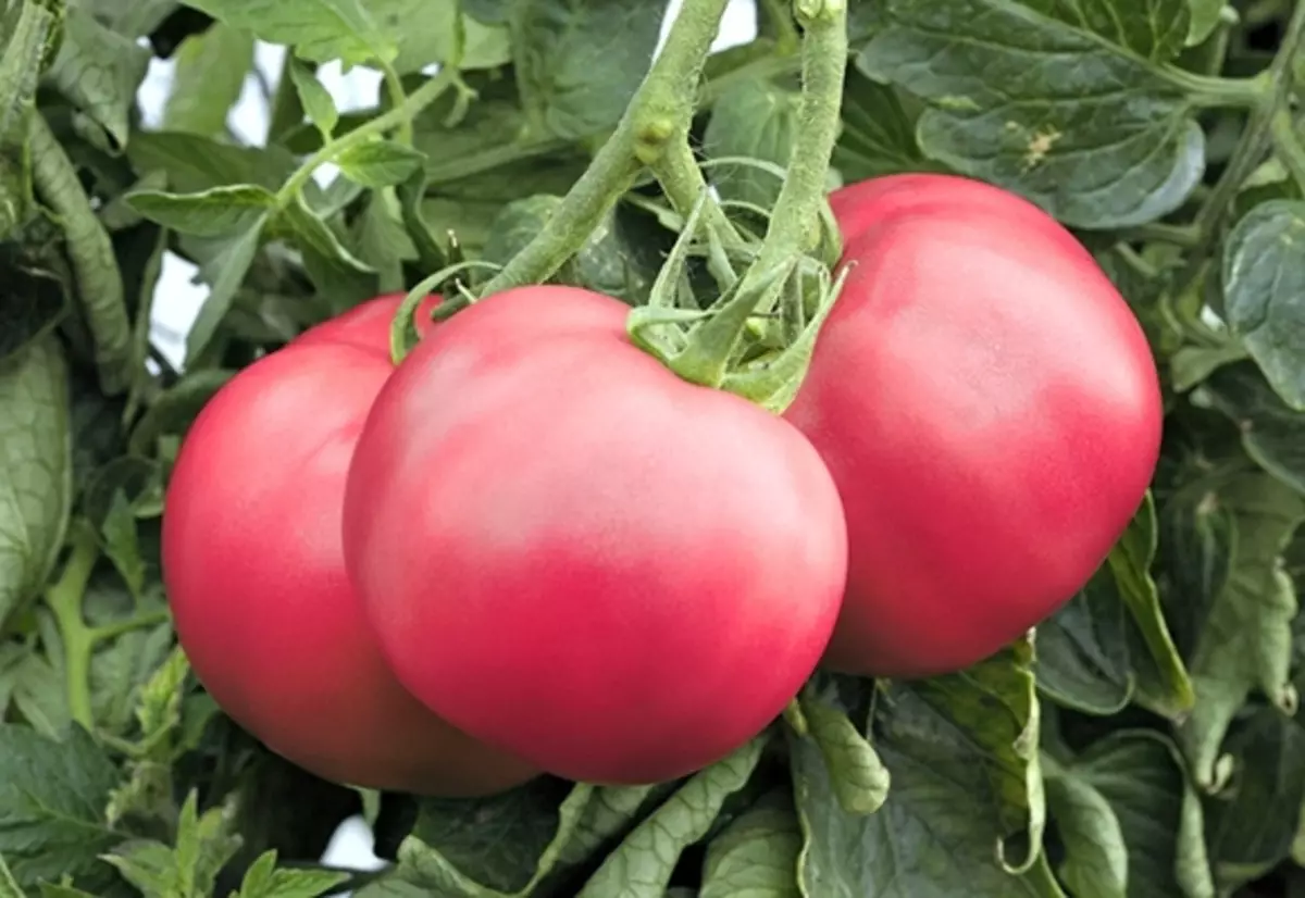 Tomato Cousp raspberry nyama