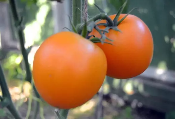 Arbustos tomate mandarinka.