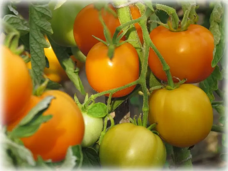 Mandarim de tomate em terra aberta