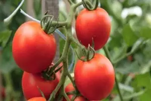 Tuottavuus ominaisuuksilla ja Kostroma-tomaatin kuvaus