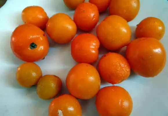 Tashqi ko'rinishi pomidor mandarin