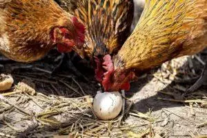 कारण और क्या करना है अगर मुर्गियों के अंडे, समस्या हल करने की समस्या