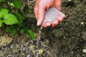Stosując superfosfat nawozów do karmienia ogórków w szklarni i otwartej glebie