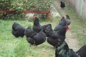 मुर्गियों जर्सी विशाल, अंडा उत्पादन की नस्ल की विवरण और विशेषताएं