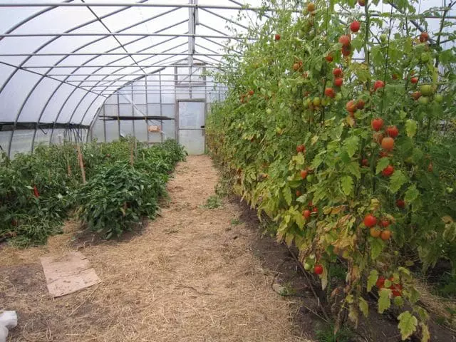 Efekat rajčice i bibera