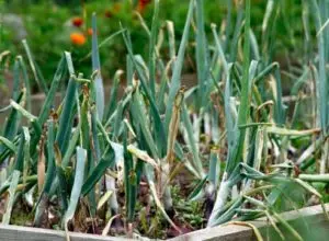 Why does the onion on the garden be afraid and what to do?