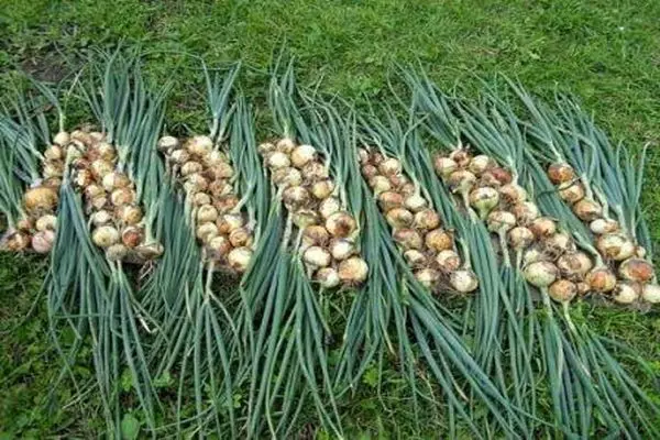 Onions on Earth