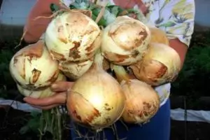 Description of the grade of the onion is excised, the peculiarities of cultivation and yield