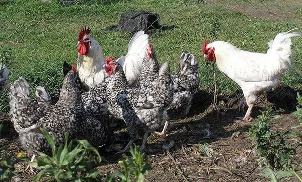 Κοτόπουλα στη φύση