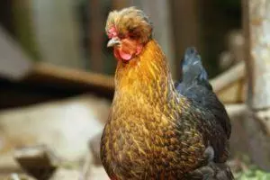 Descrizione della razza crestata russa di polli e caratteristiche del contenuto