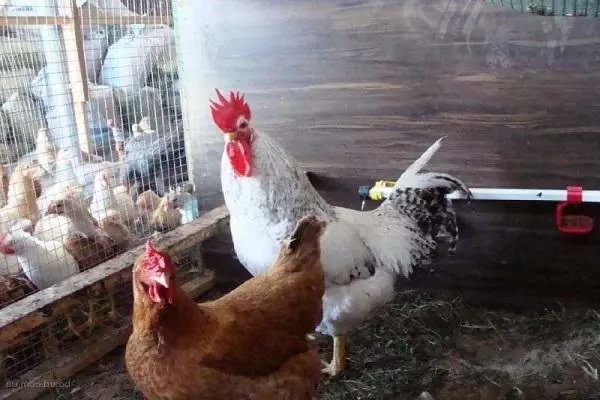 Kyckling coop på vintern