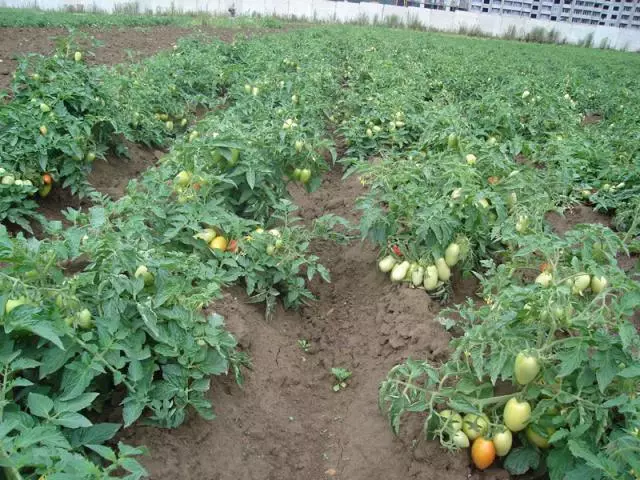 Tomato accommodation.